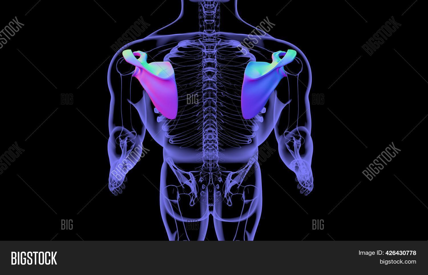Human Skeleton Anatomy Image & Photo (Free Trial) | Bigstock