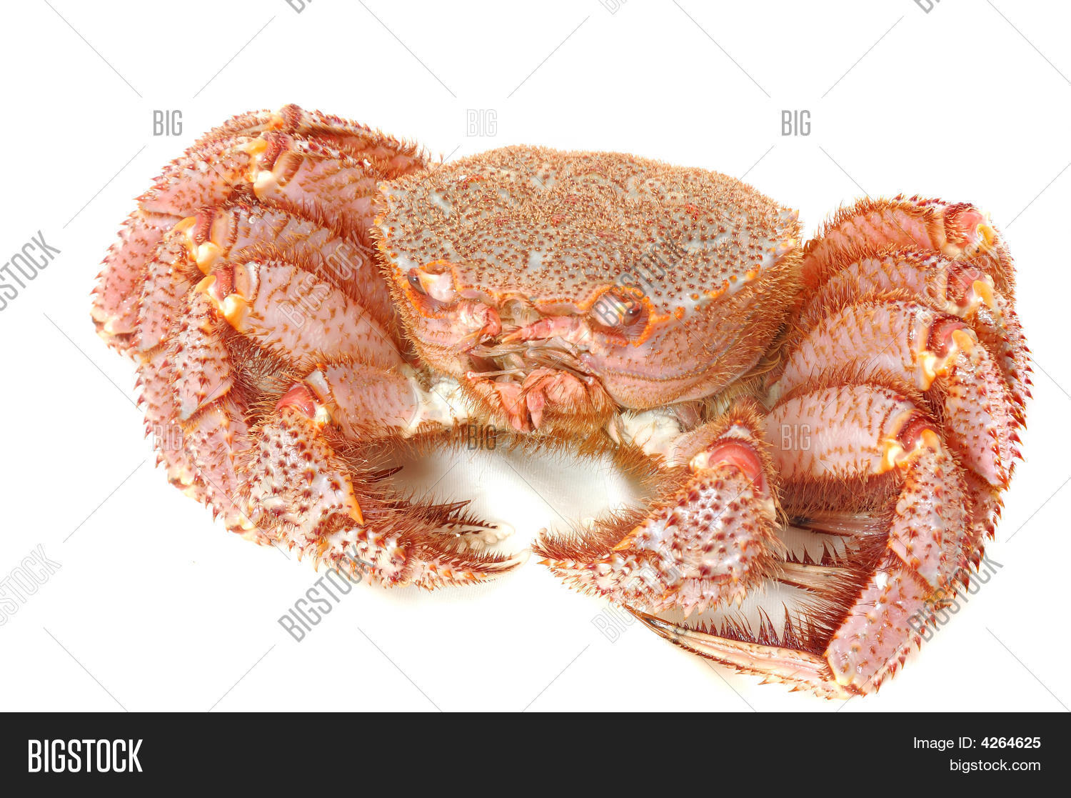 Alive King Crab Image & Photo (Free Trial) | Bigstock