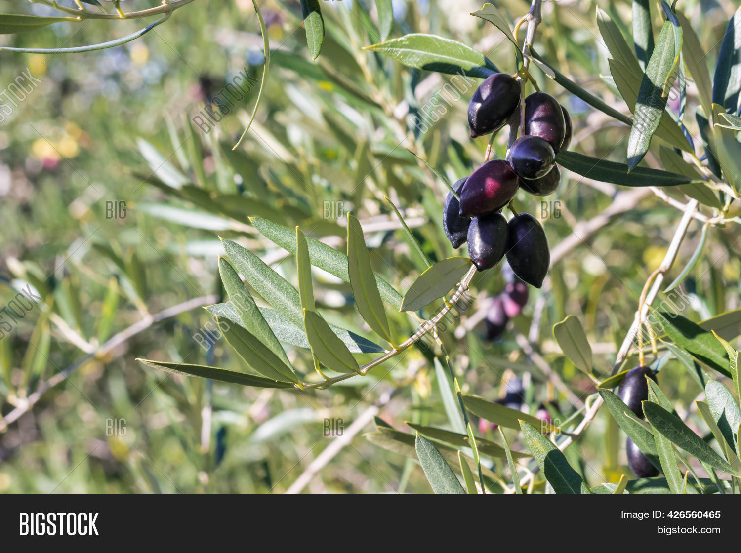 Greek Calamata Olive Image & Photo (Free Trial) | Bigstock