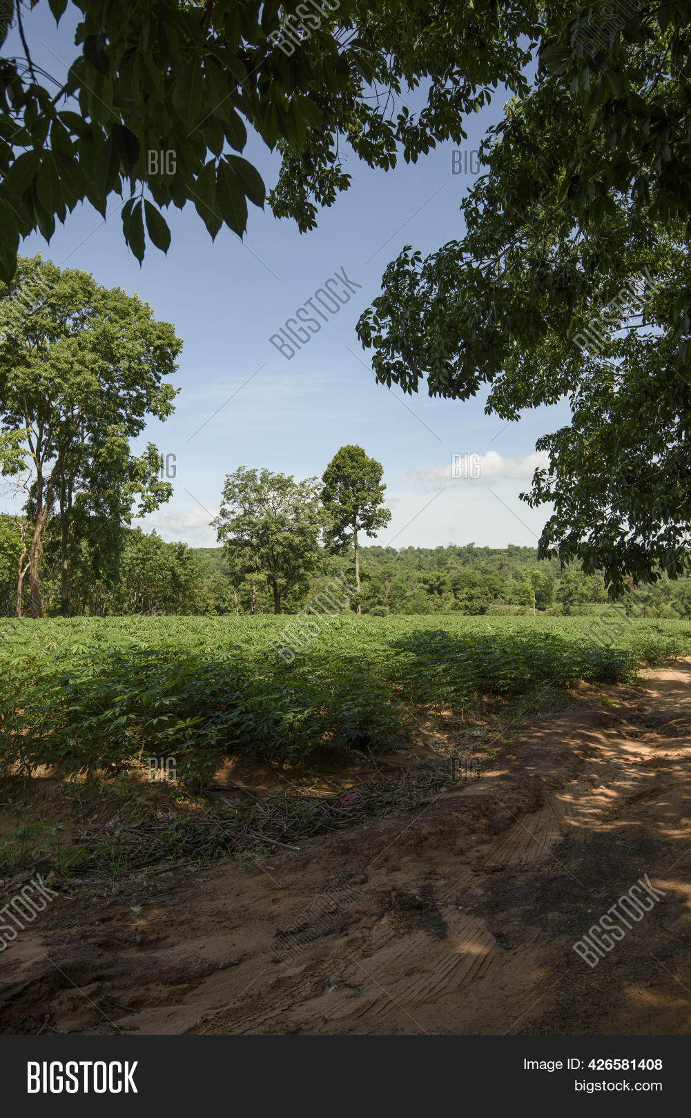 Tapioca Being Grown Image & Photo (Free Trial) | Bigstock