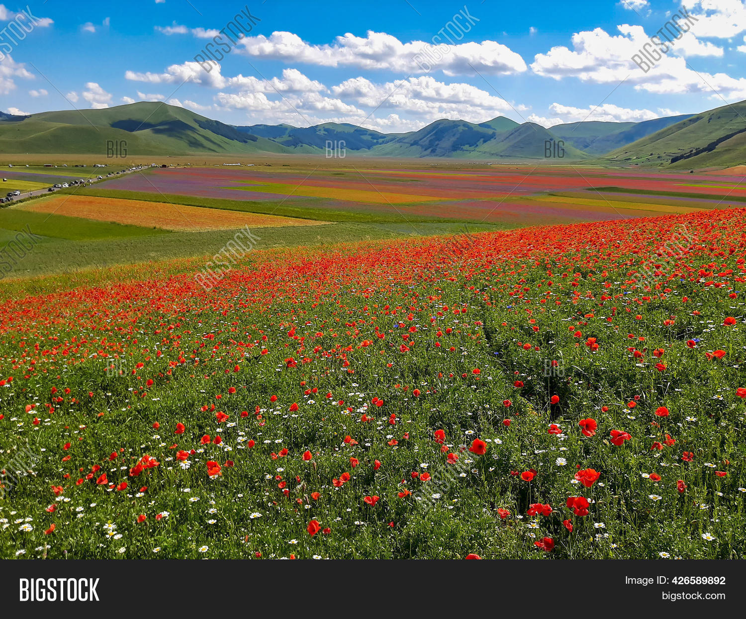 Lentil Flowering Image & Photo (Free Trial) | Bigstock