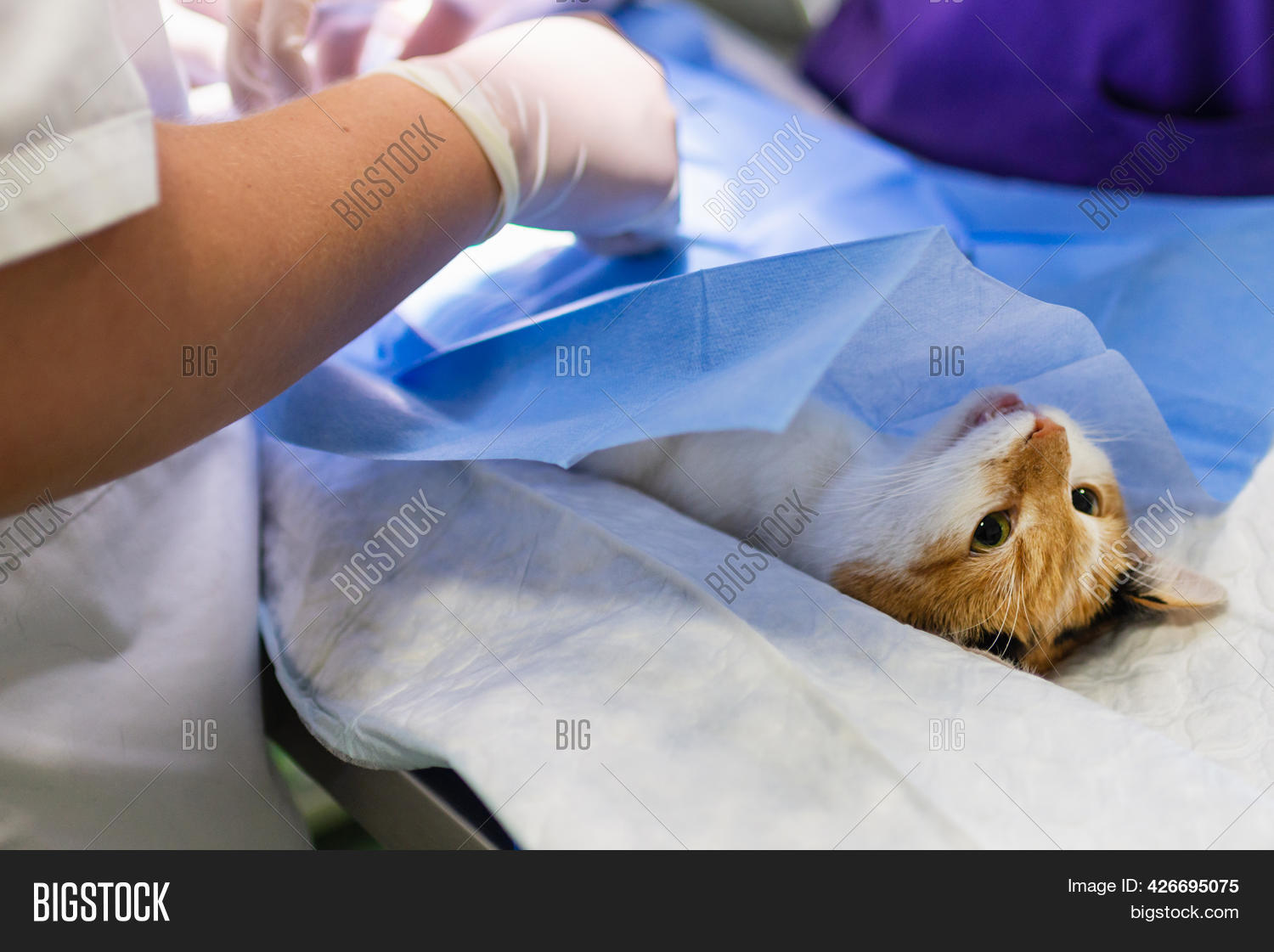 Cat On Surgical Table Image & Photo (Free Trial) | Bigstock