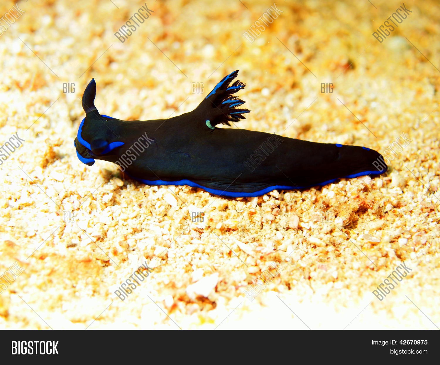 Sea Slugs Philippine Image & Photo (Free Trial) | Bigstock