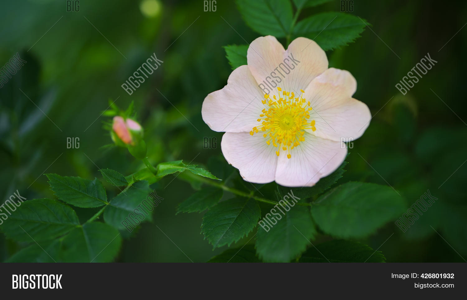 Beautiful Rosehip Image & Photo (Free Trial) | Bigstock