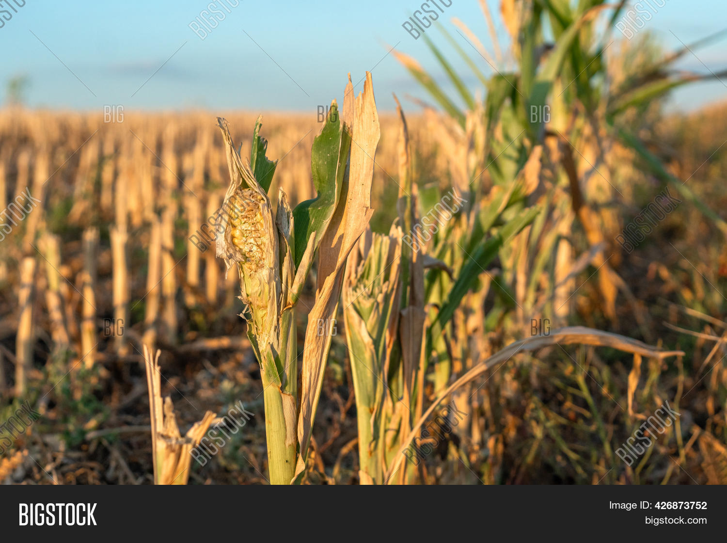 Cut Corn Stubble Chaff Image & Photo (Free Trial) | Bigstock