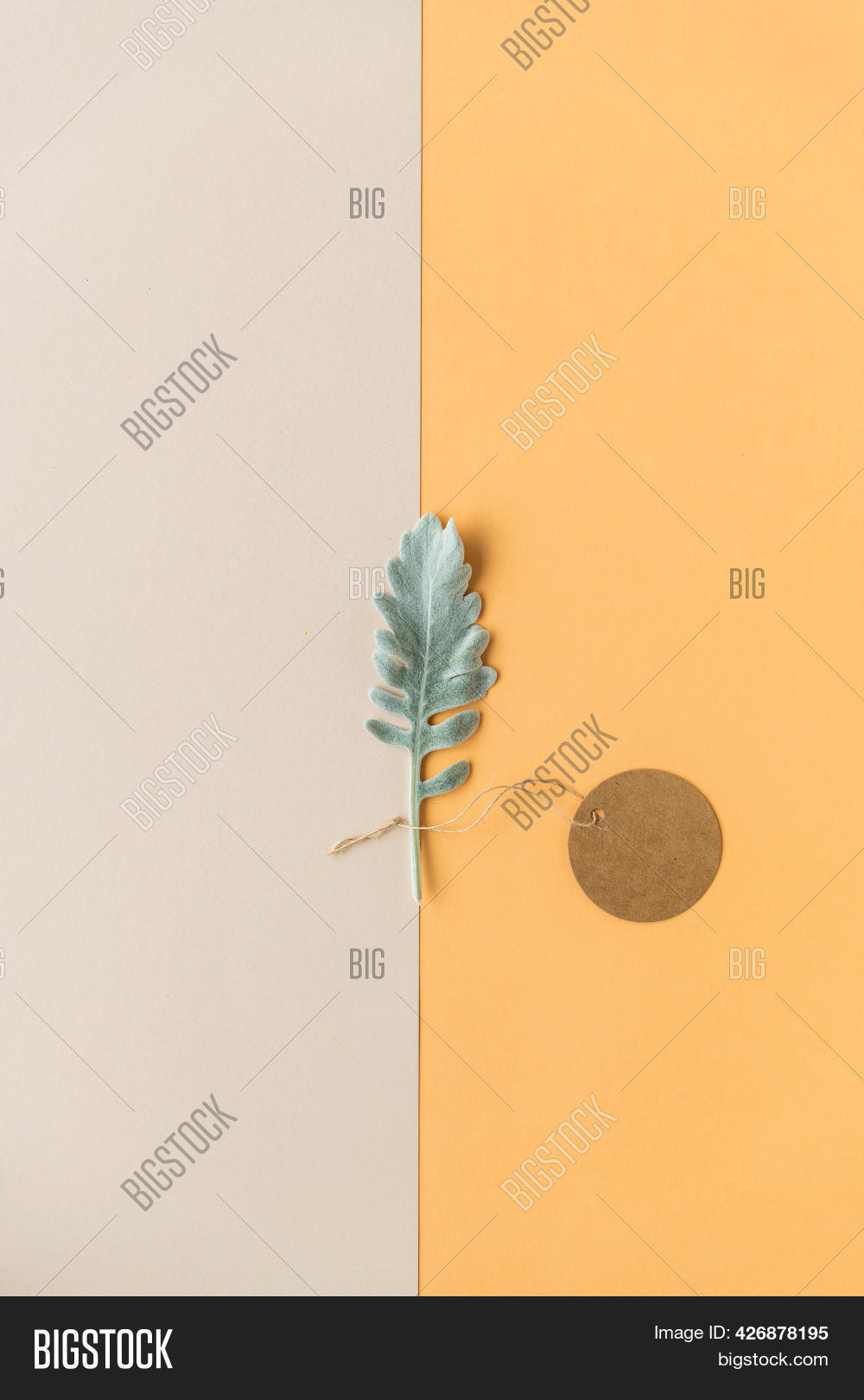 Blank Two Tone Card Image & Photo (Free Trial) | Bigstock