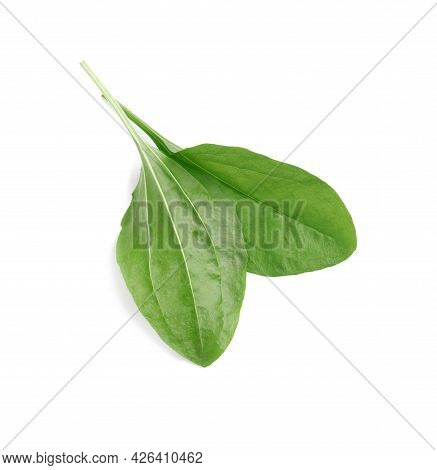 Green Broadleaf Image & Photo (Free Trial) | Bigstock
