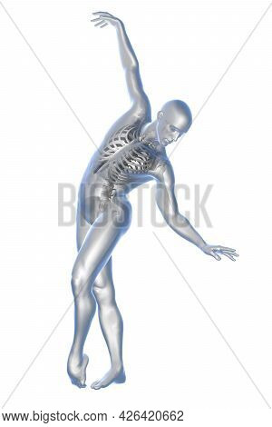 Anatomy Dancing Ballet Image & Photo (Free Trial) | Bigstock
