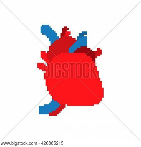 Anatomical Heart Vector & Photo (Free Trial) | Bigstock
