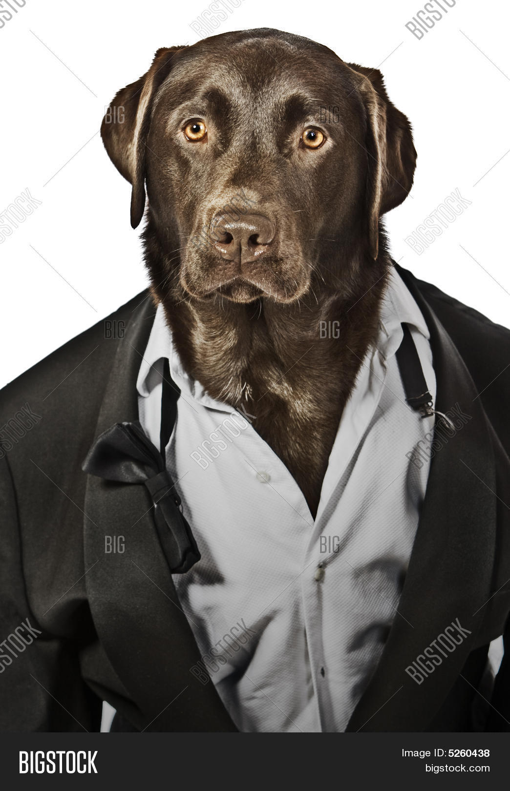 Cool Looking Labrador Image & Photo (Free Trial) | Bigstock