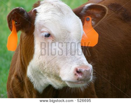 Closeup Calf Image & Photo (Free Trial) | Bigstock