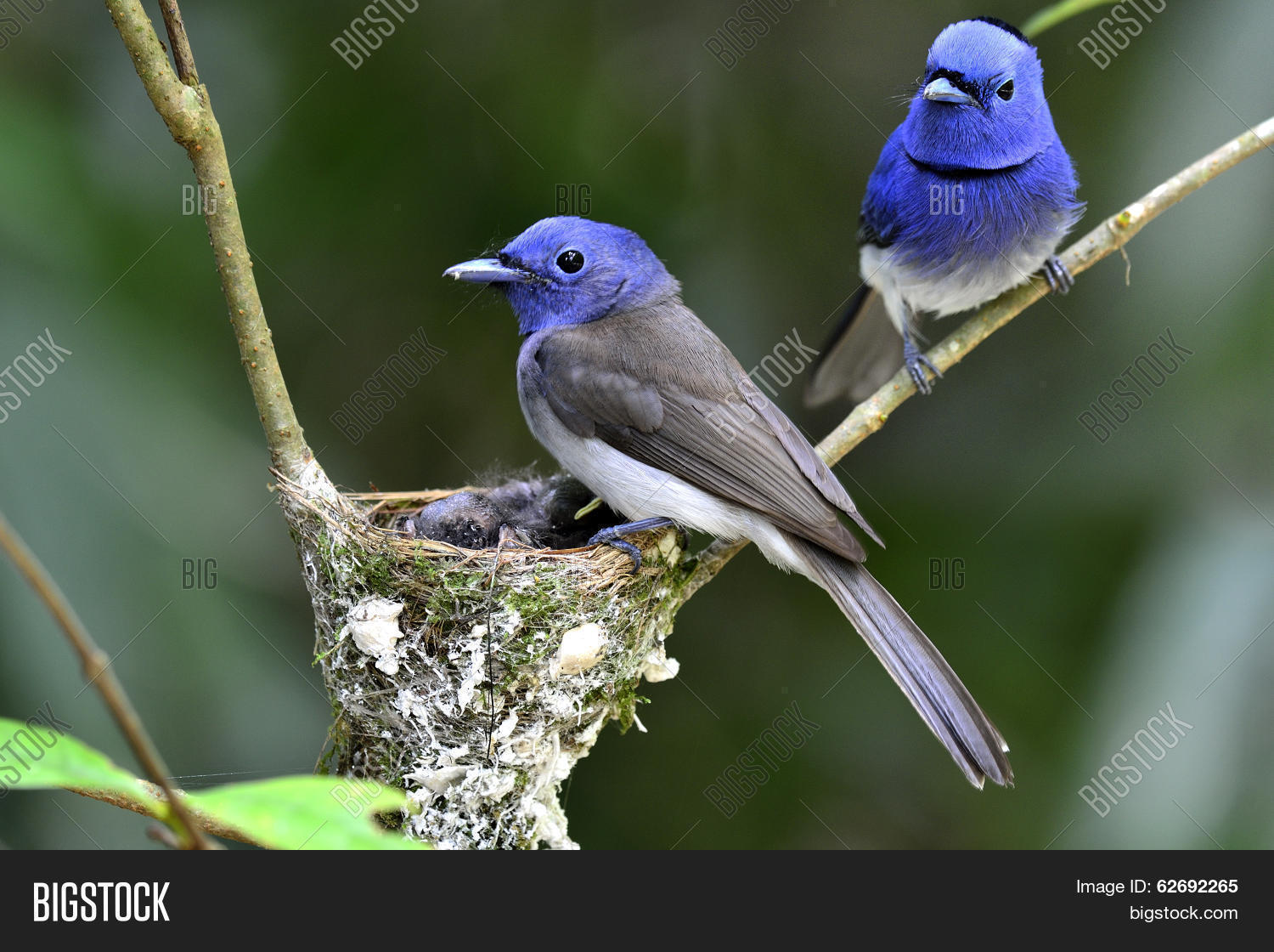 Black-naped Monarch Image & Photo (Free Trial) | Bigstock