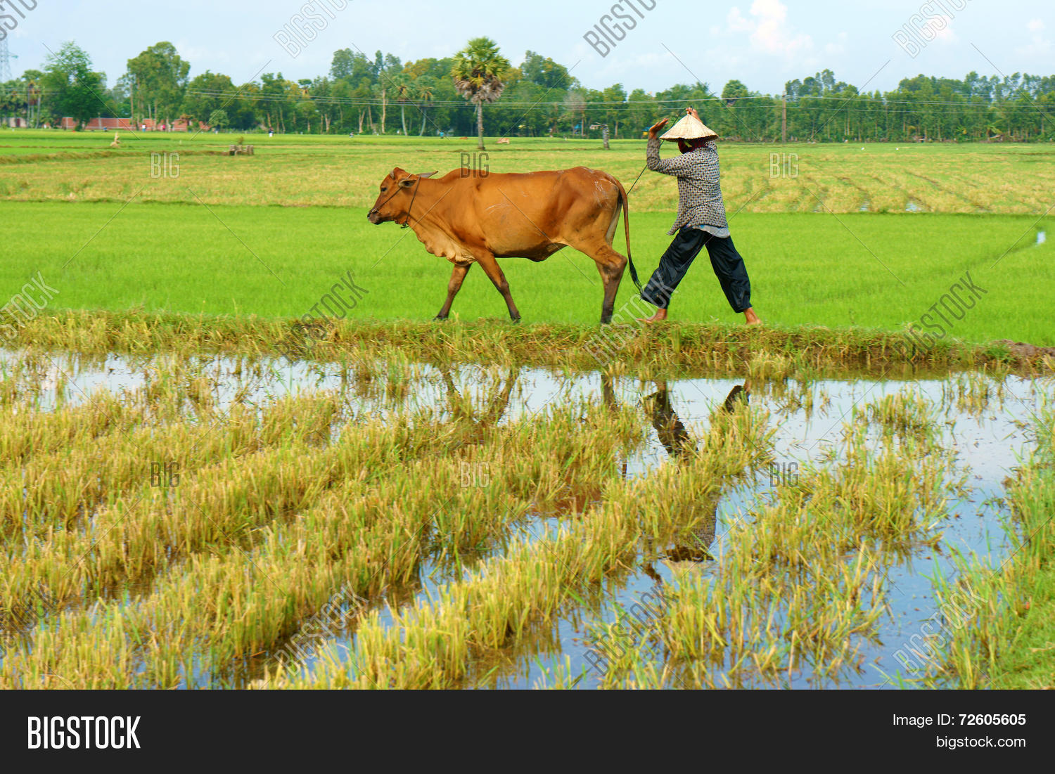 Asian Farmer Tend Cow Image & Photo (Free Trial) | Bigstock