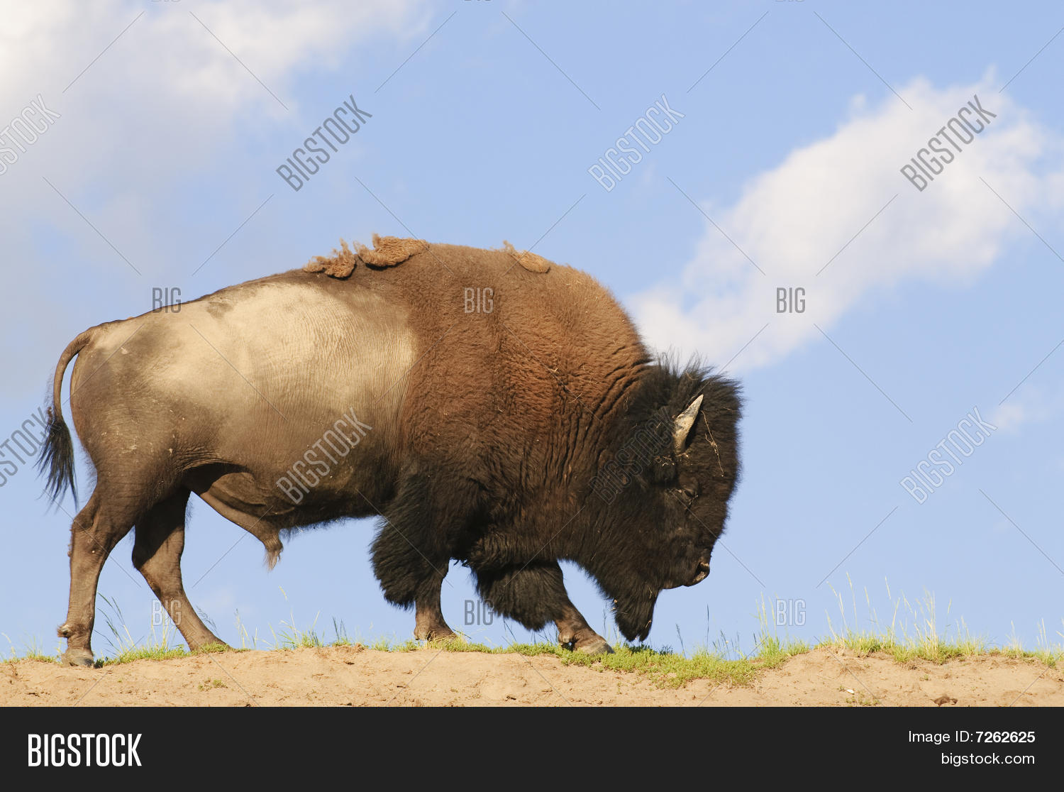 Iconic American Image & Photo (Free Trial) | Bigstock