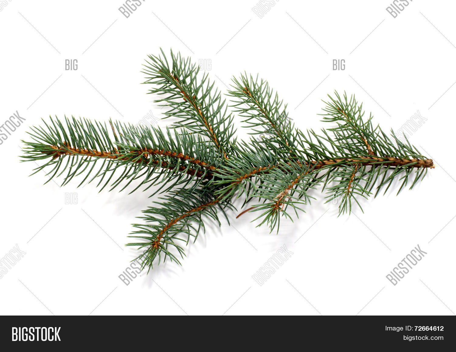 Fur-tree Branch Image & Photo (Free Trial) | Bigstock