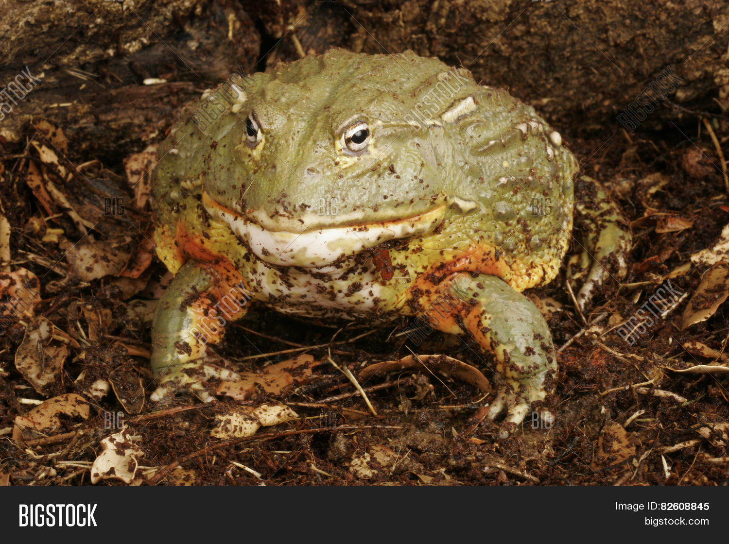 Pixie Frog Image & Photo (Free Trial) | Bigstock