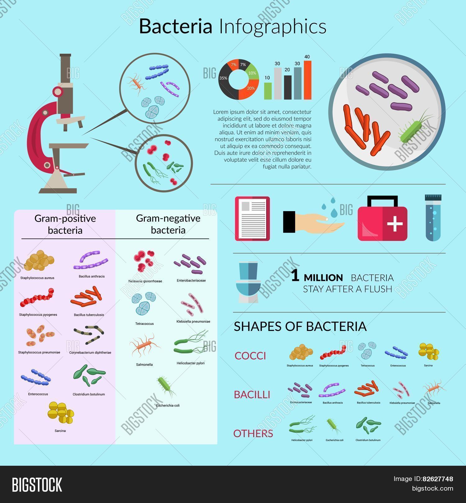 Bacteria Infographic Vector & Photo (Free Trial) | Bigstock