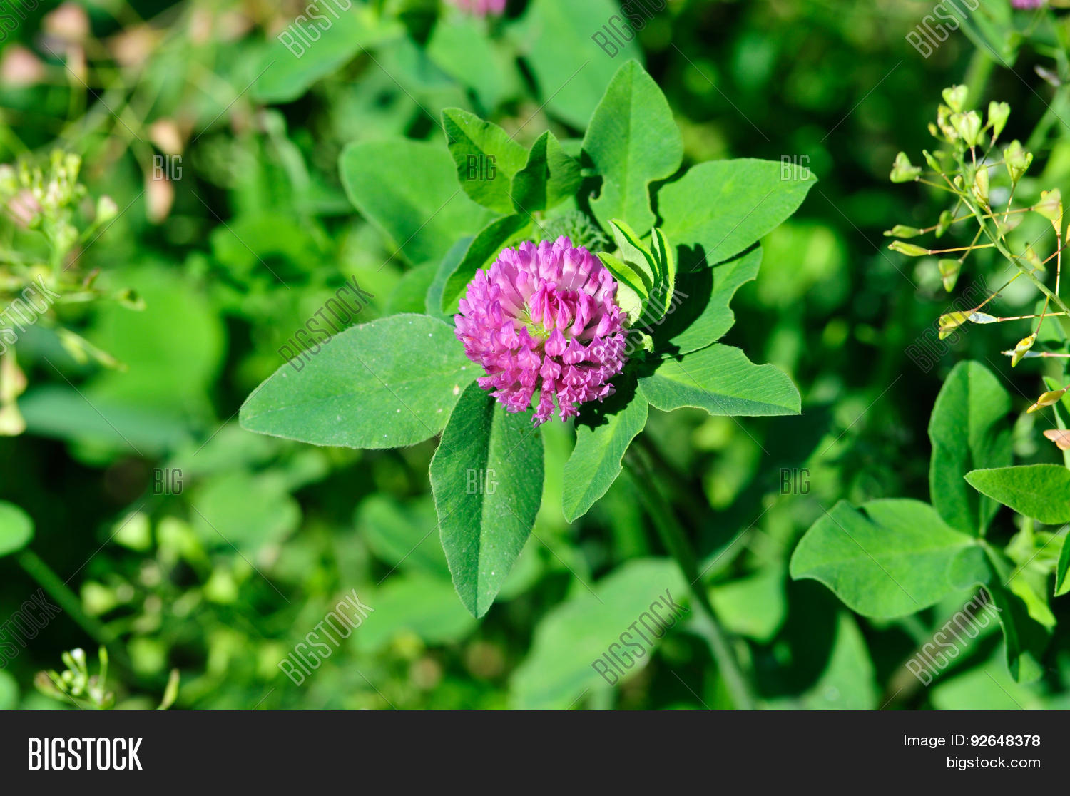 Meadow Plants Clover Image & Photo (Free Trial) | Bigstock