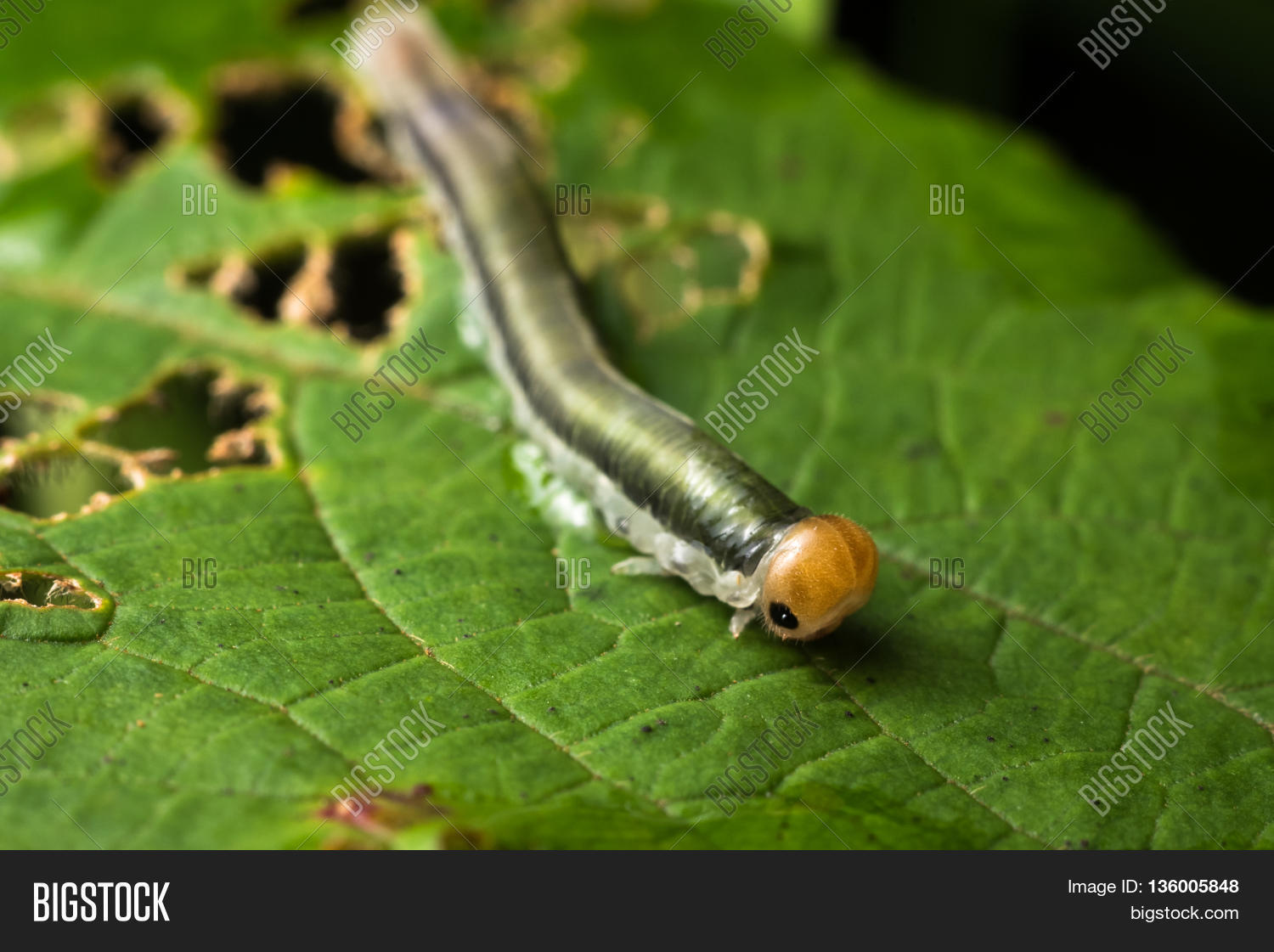 Insect, Worm Da Lat Image & Photo (Free Trial) | Bigstock