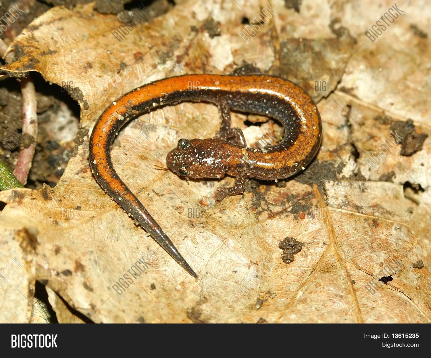 Redback Salamander ( Image & Photo (Free Trial) | Bigstock