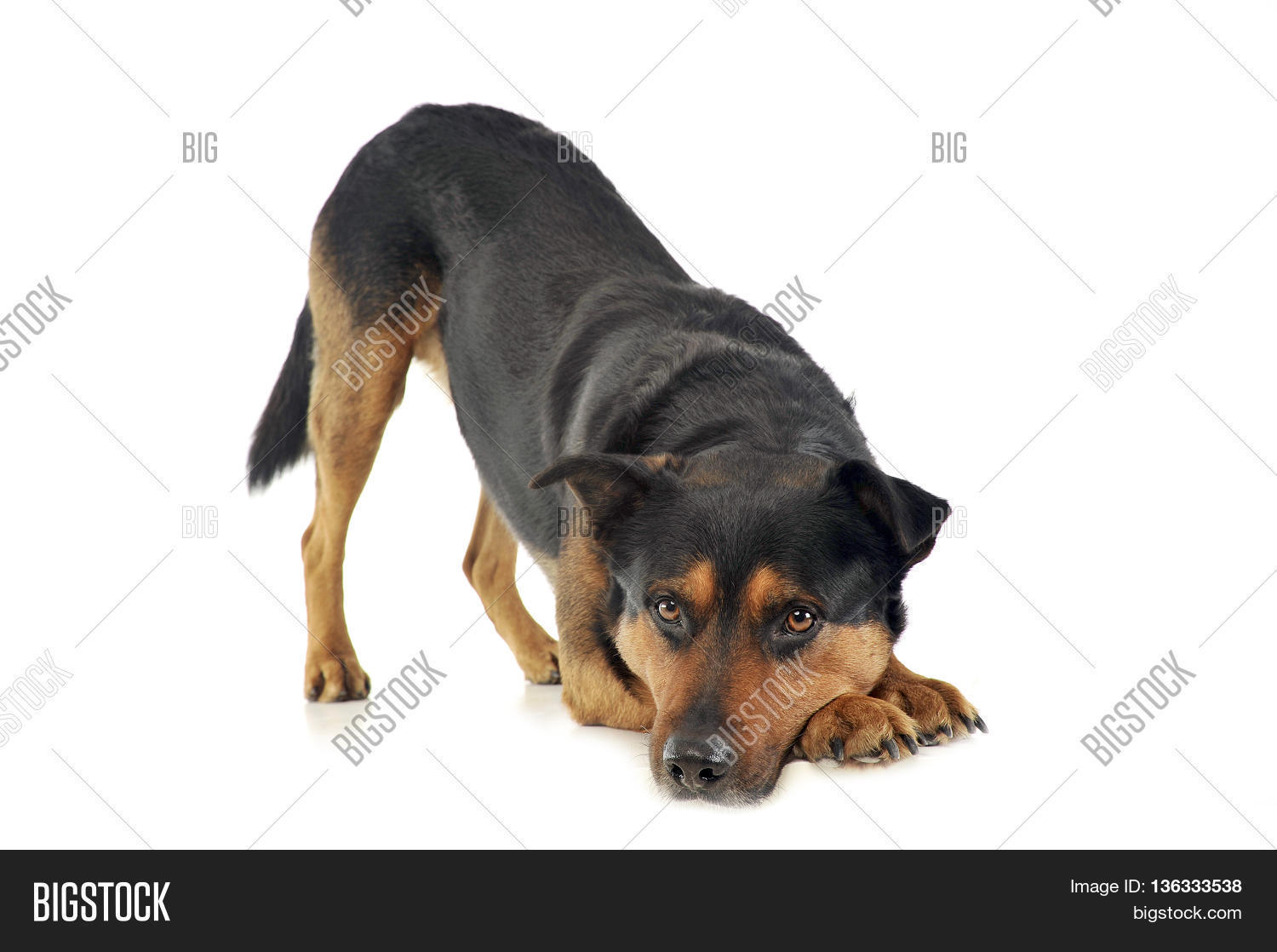 Mixed Breed Strong Dog Image & Photo (Free Trial) | Bigstock