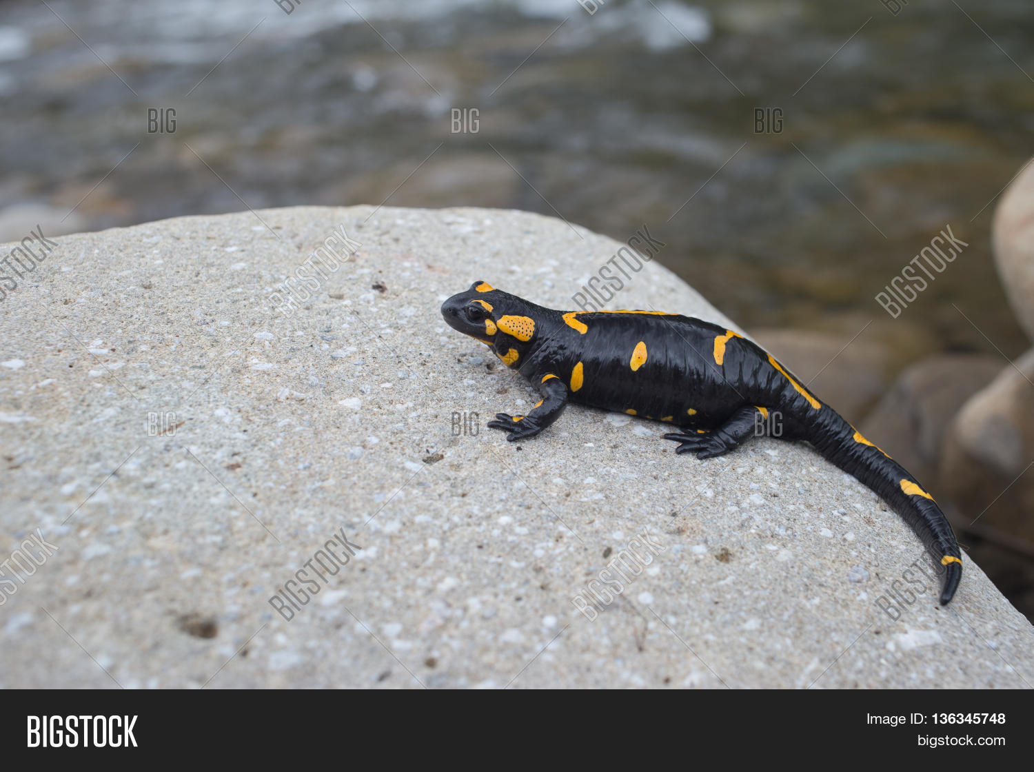Beautiful Salamander Image & Photo (Free Trial) | Bigstock