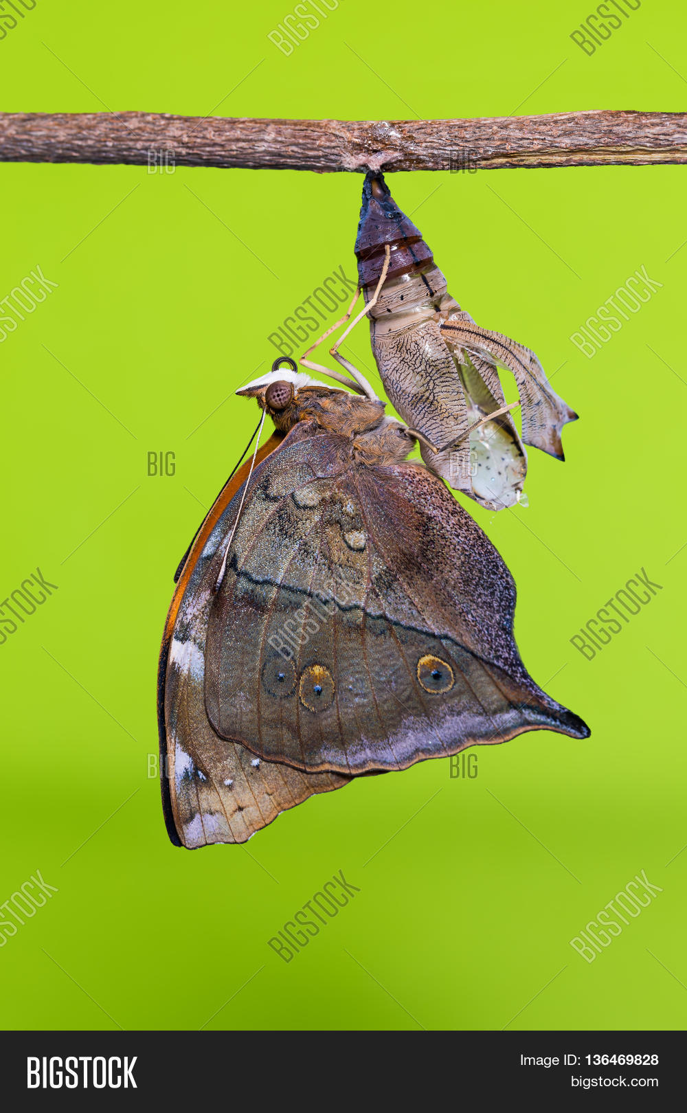 Autumn Leaf Butterfly Image & Photo (Free Trial) | Bigstock