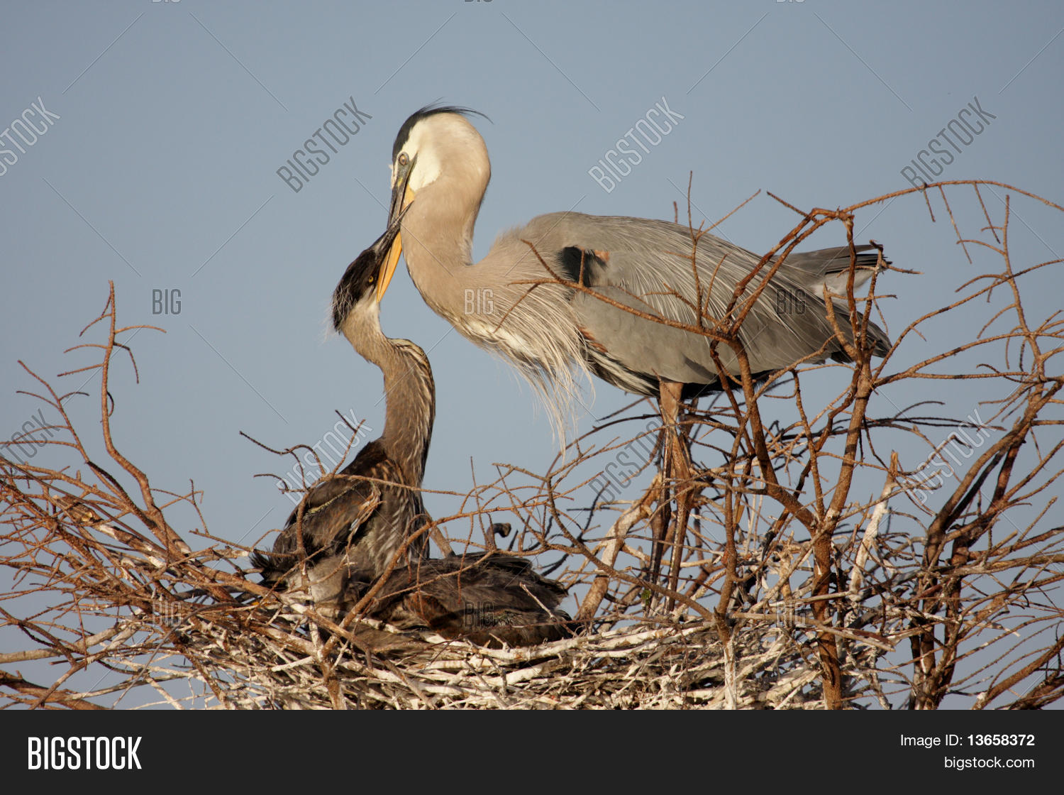 Great Blue Heron Image & Photo (Free Trial) | Bigstock