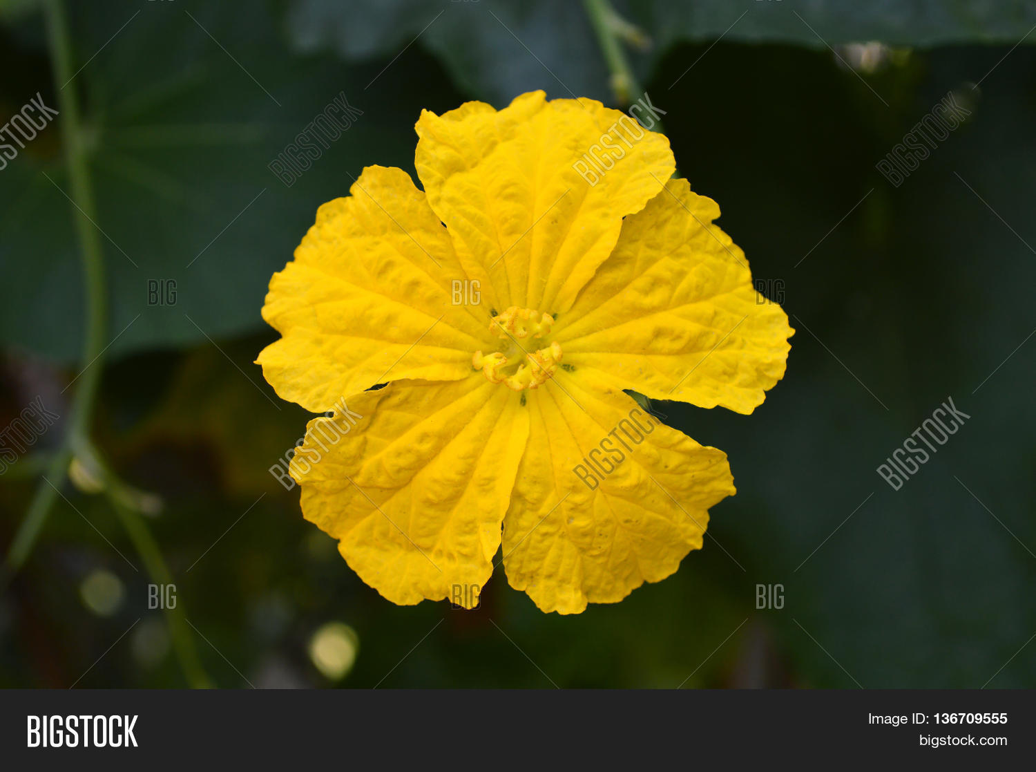 Luffa Flower, Luffa Sp Image & Photo (Free Trial) | Bigstock