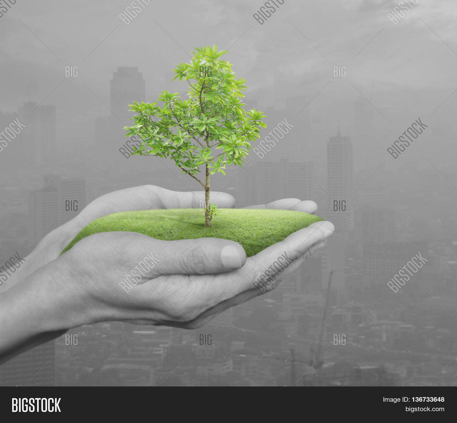 Growing Green Tree Image & Photo (Free Trial) | Bigstock