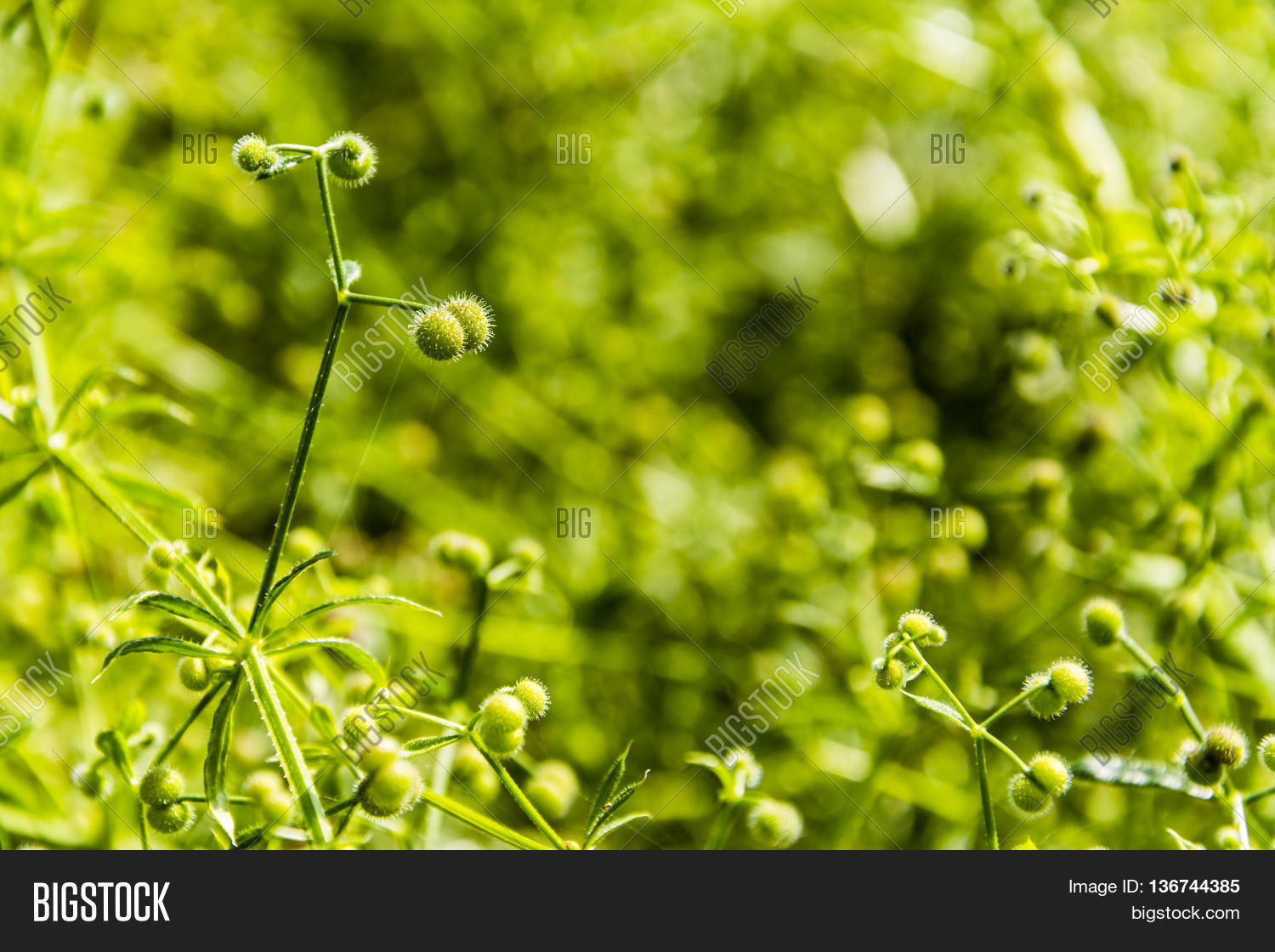 Galium Aparine L Image & Photo (Free Trial) | Bigstock