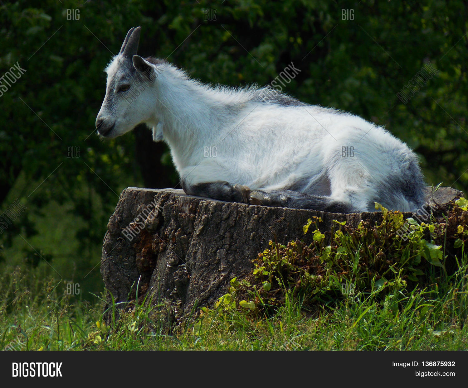 Goat Resting On Stumps Image & Photo (Free Trial) | Bigstock