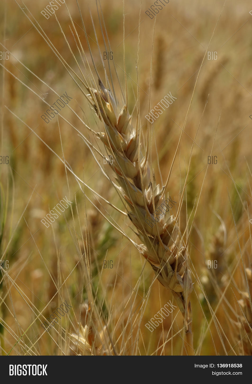 Ripe Wheat Spike Macro Image & Photo (Free Trial) | Bigstock