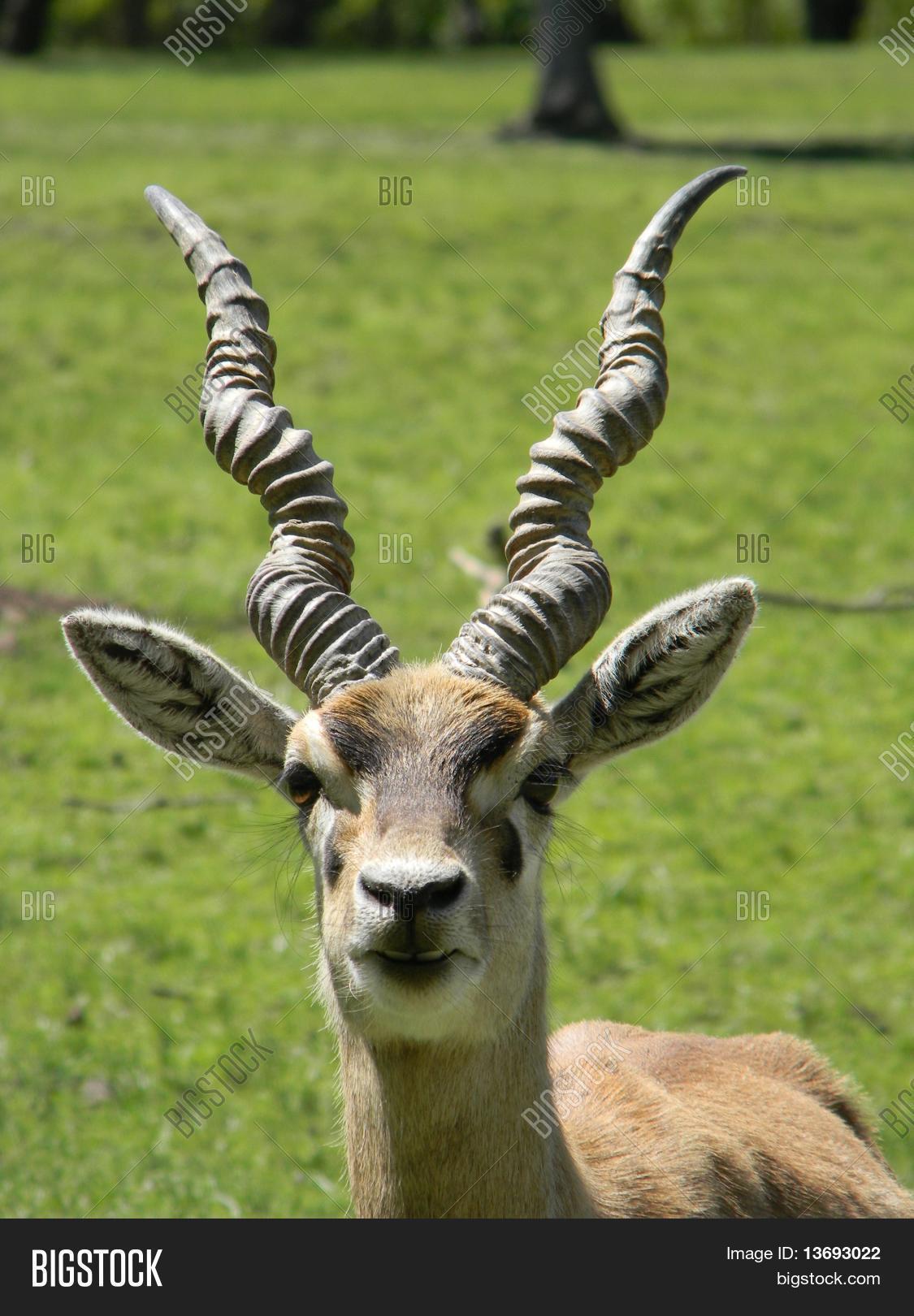 Black Antelope, Image & Photo (Free Trial) | Bigstock