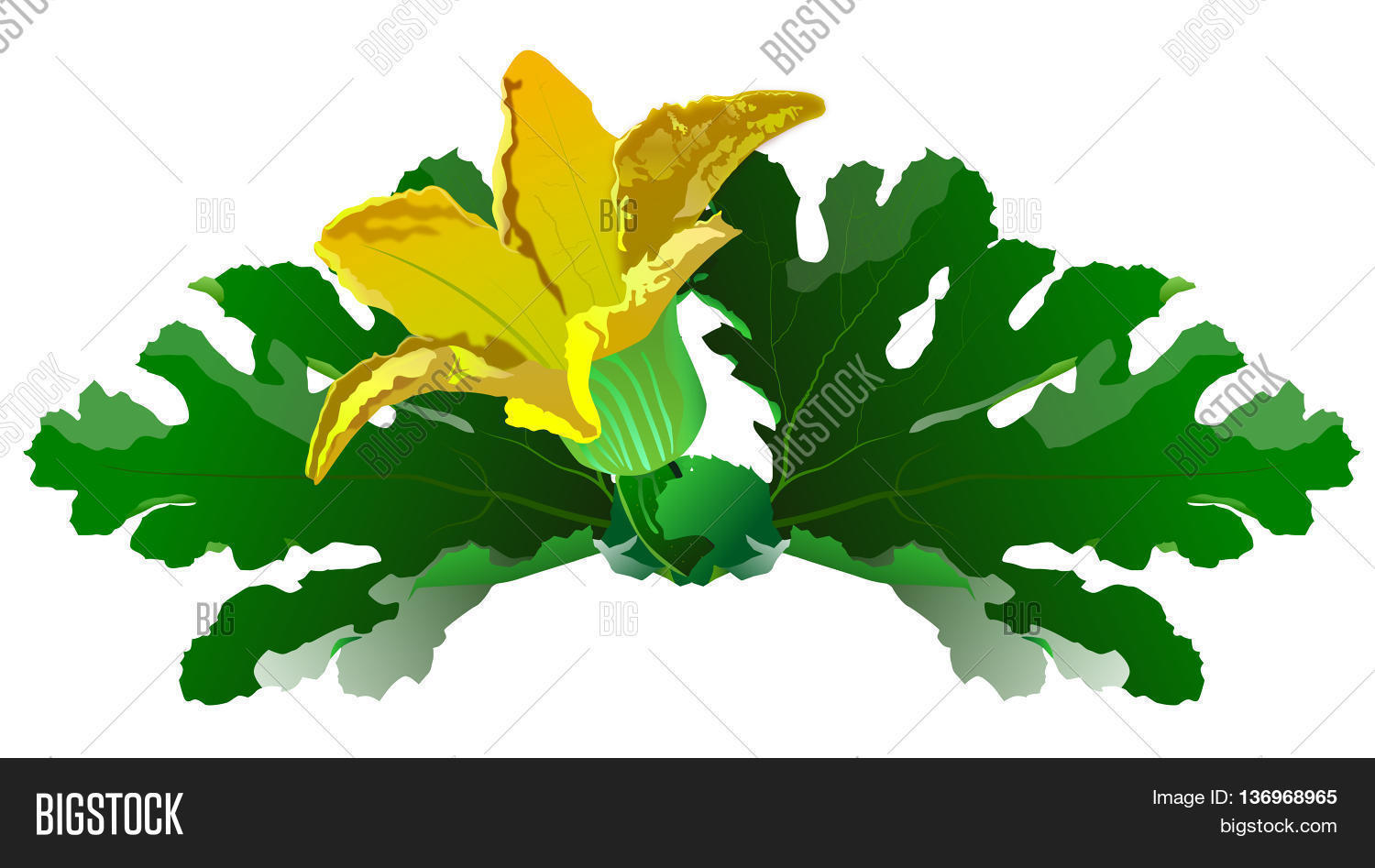Illustration Zucchini Image & Photo (Free Trial) | Bigstock