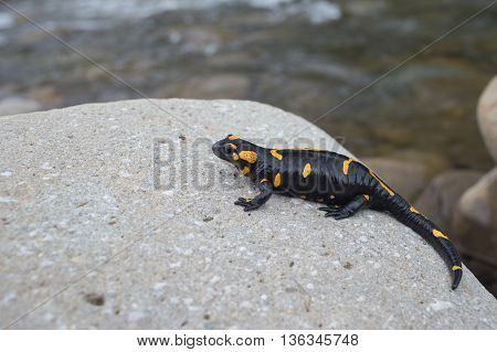 Beautiful Salamander Image & Photo (Free Trial) | Bigstock