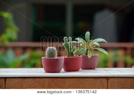 Three Cactus Tree Mini Image & Photo (Free Trial) | Bigstock