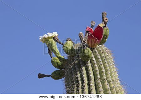 Various Stages Saguaro Image & Photo (Free Trial) | Bigstock