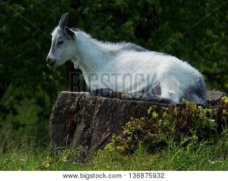Goat Resting On Stumps Image & Photo (Free Trial) | Bigstock