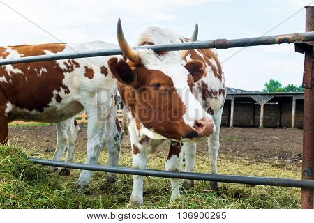 Cows On Farm Paddock Image & Photo (Free Trial) | Bigstock