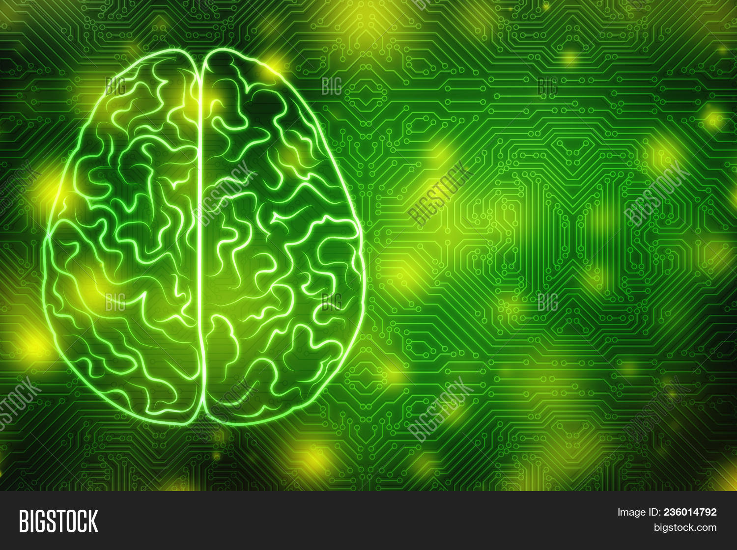 Human Brain 2d Image & Photo (Free Trial) | Bigstock