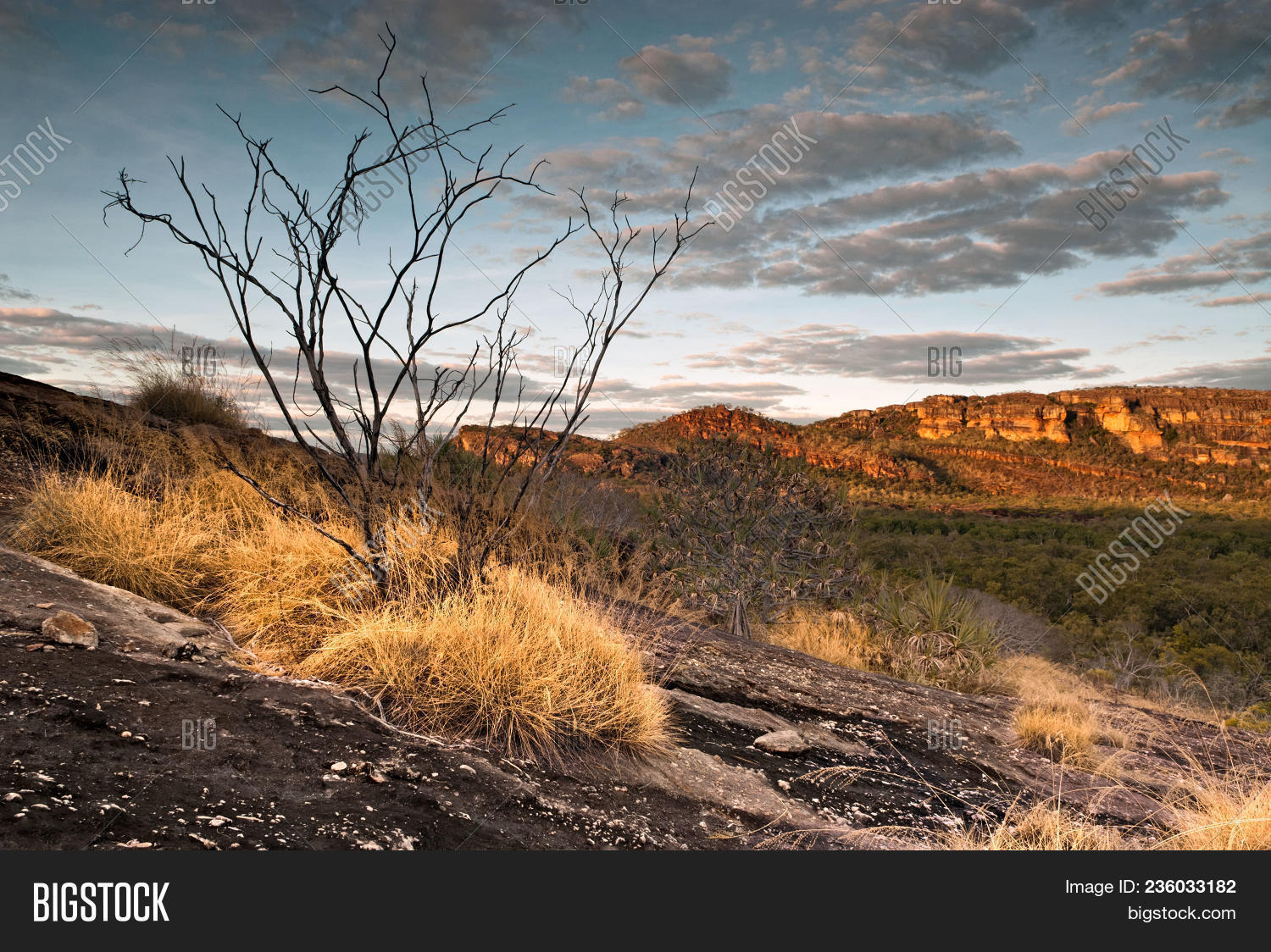 Single Sun-scorched Image & Photo (Free Trial) | Bigstock