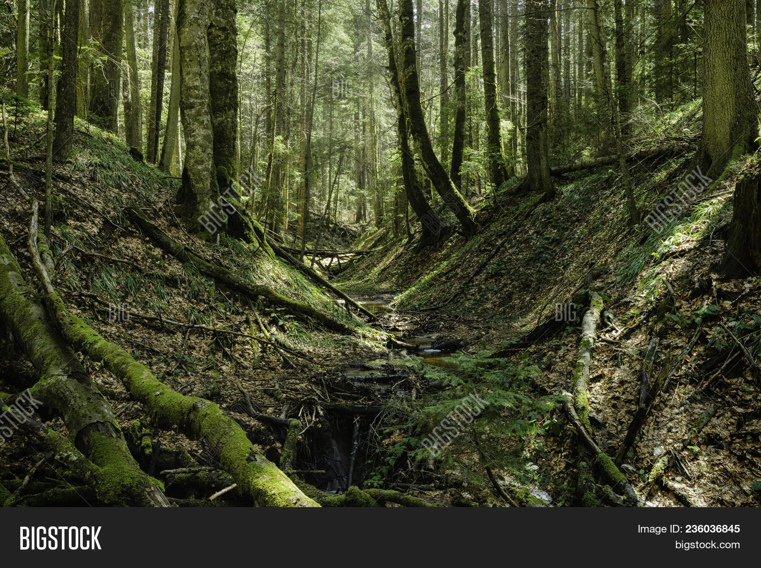 Stream Forest Nature. Image & Photo (Free Trial) | Bigstock