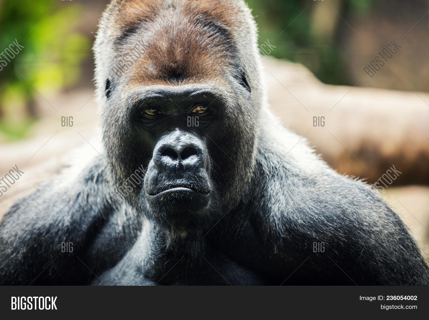 Closeup Serious Image & Photo (Free Trial) | Bigstock