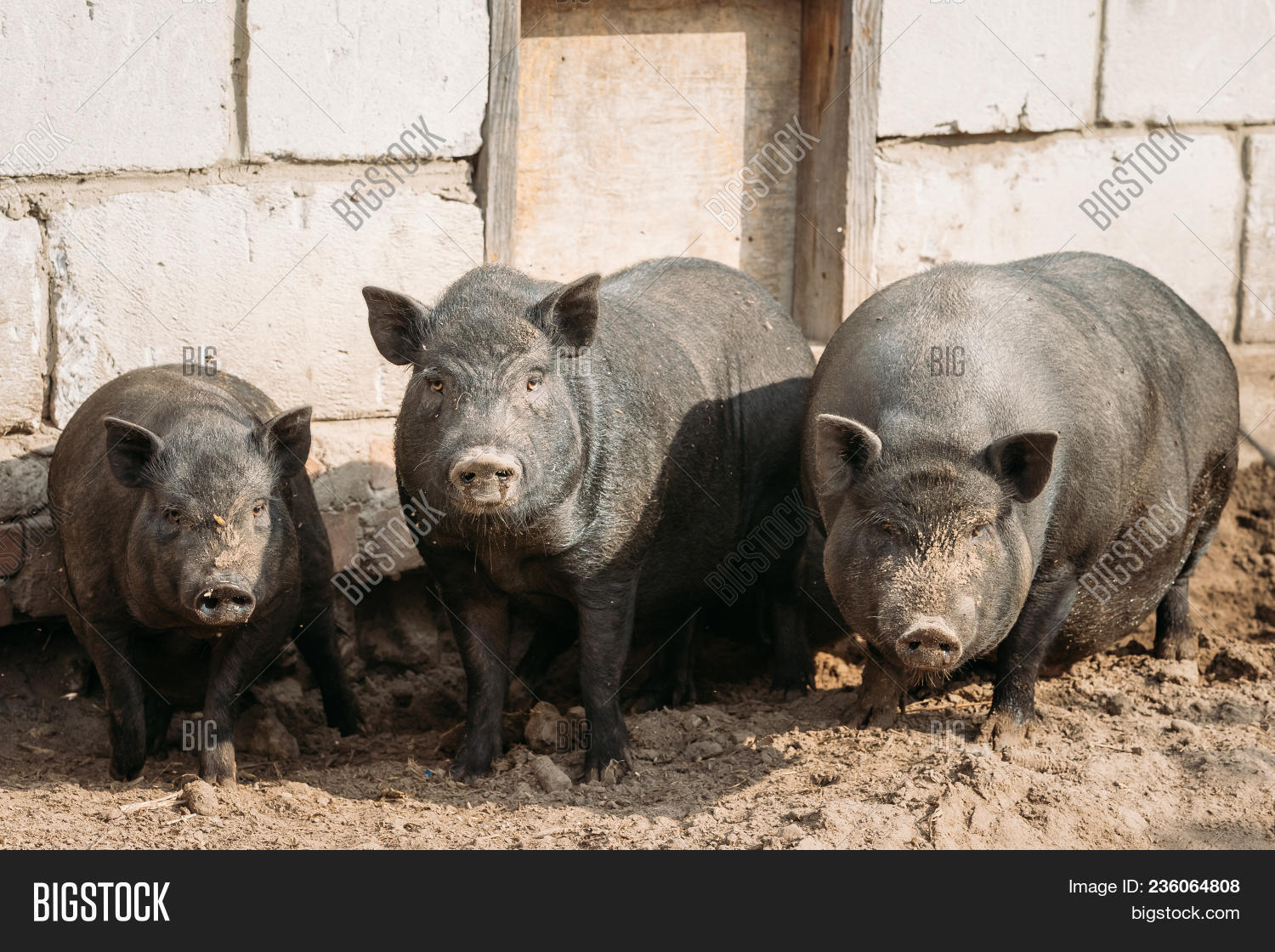 Household Large Black Image & Photo (Free Trial) | Bigstock