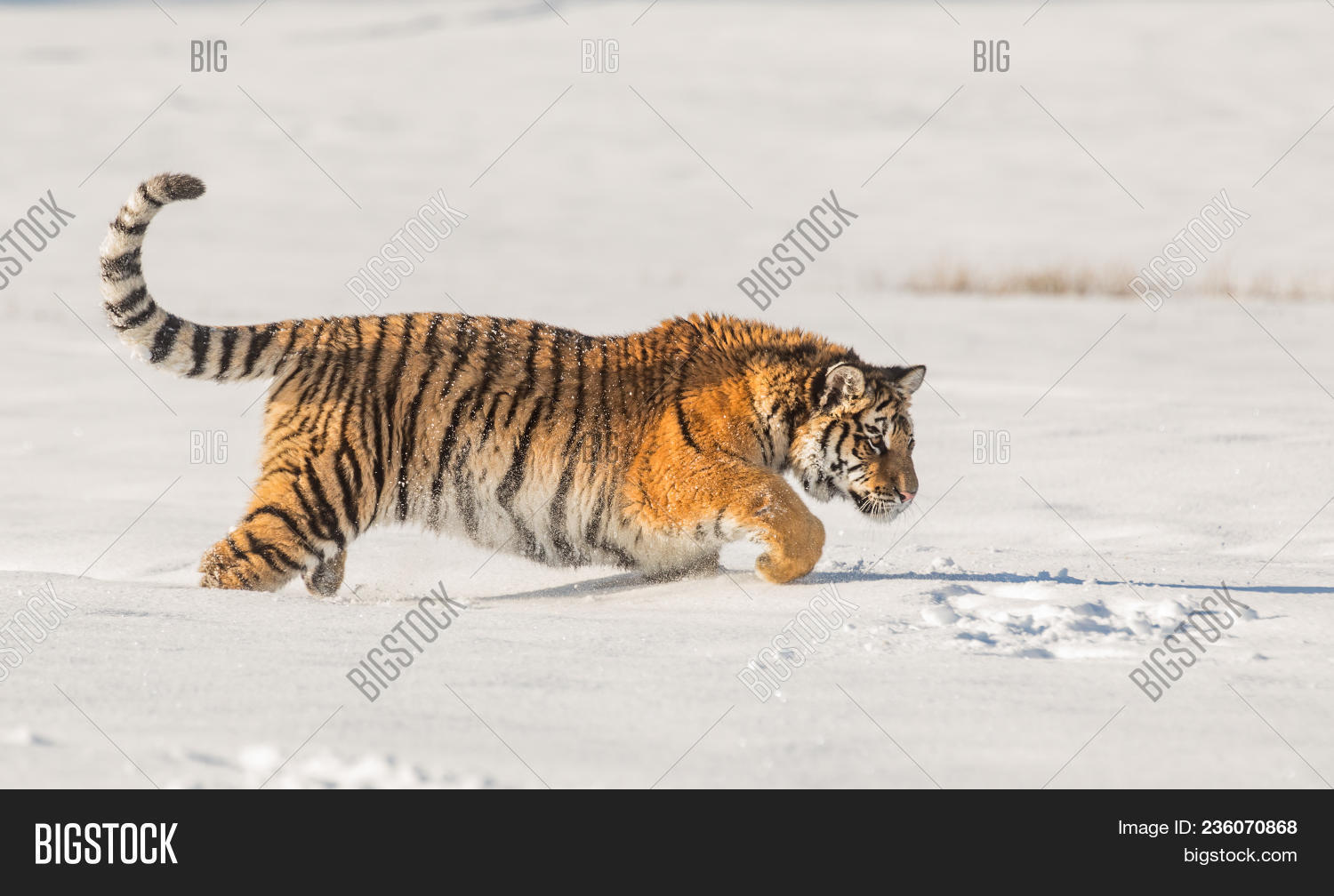 Tiger Runs Behind Prey Image & Photo (Free Trial) | Bigstock
