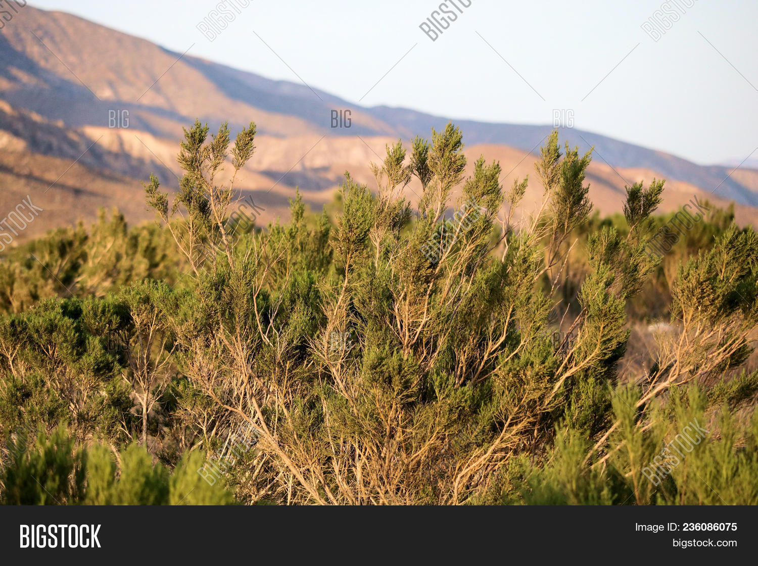 Creosote Plant Which Image & Photo (Free Trial) | Bigstock
