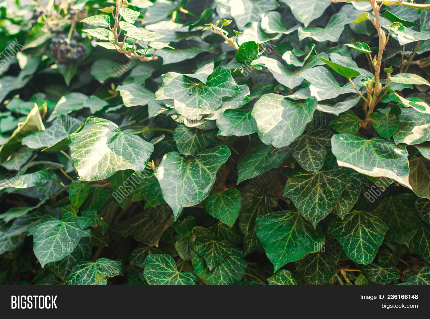 Ivy Texture Close-, Image & Photo (Free Trial) | Bigstock
