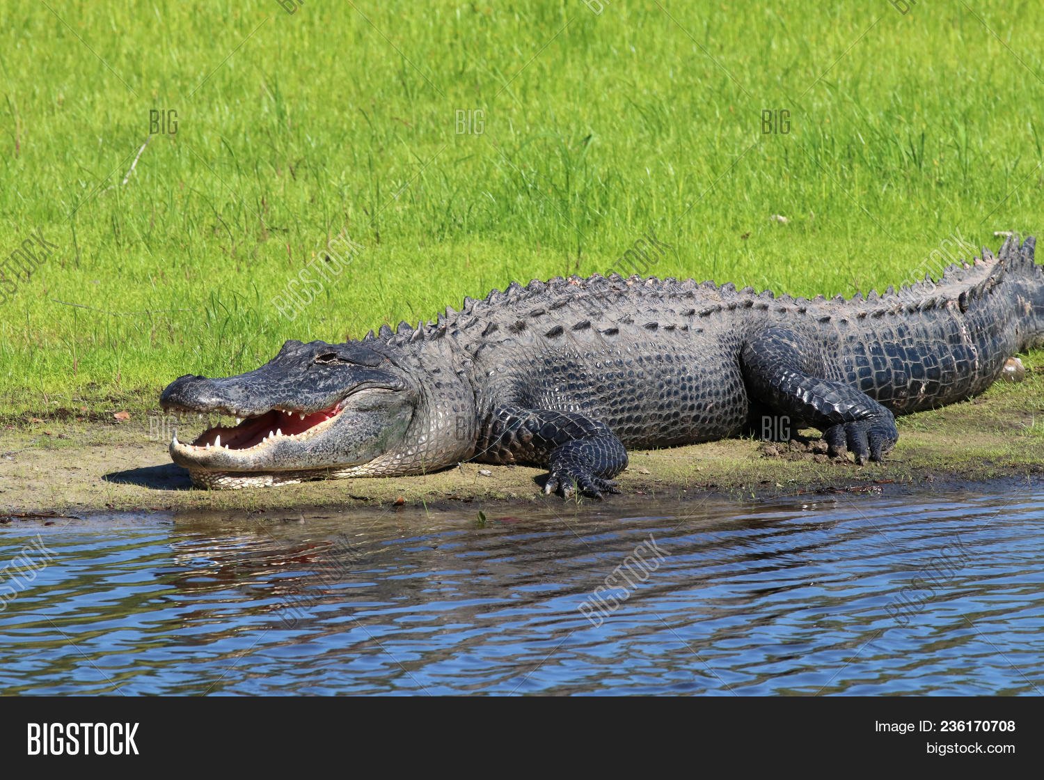 American Alligator, Image & Photo (Free Trial) | Bigstock