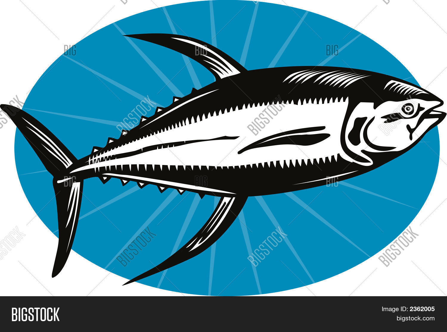 Yellow Fin Tuna Vector & Photo (Free Trial) | Bigstock